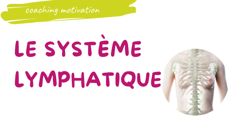 Le Système Lymphatique