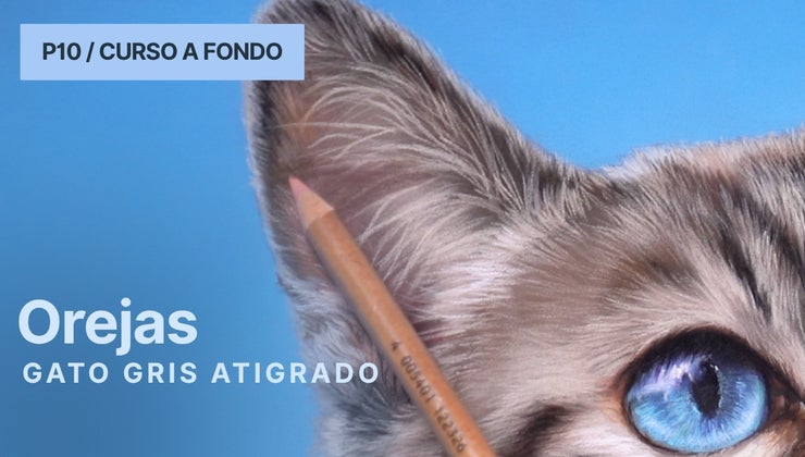 Gato Orejas 4k