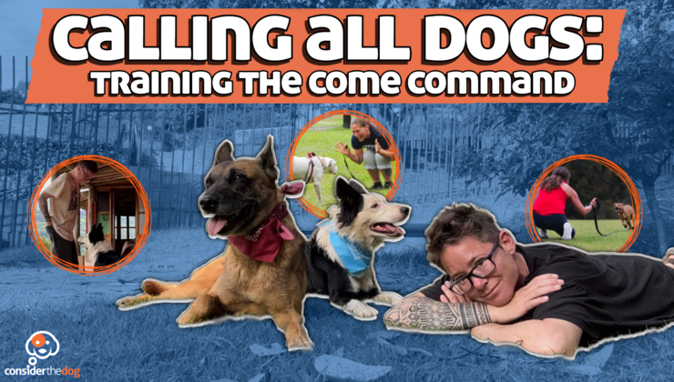 Calling All Dogs!