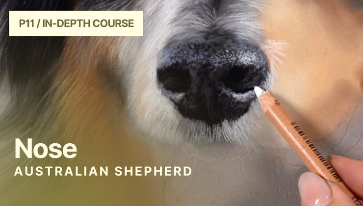 11 / Nose Texture / Australian Shepherd / Merle Tricolor Fur