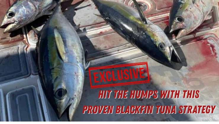 Exclusive Members-Only Tips: Secret Blackfin Tuna Tactics on the ...