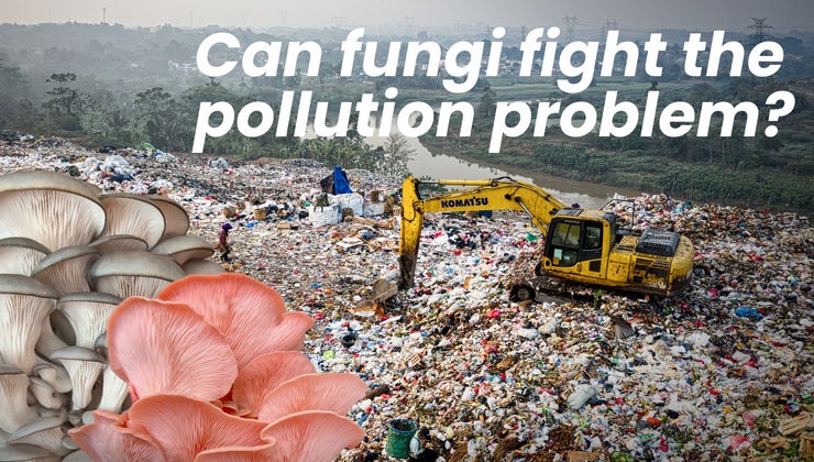Can Fungi Fight the Pollution Problem?