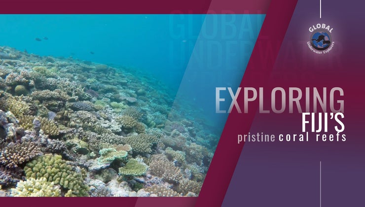 Beneath the Waves: Exploring Fiji's Pristine Coral Reefs