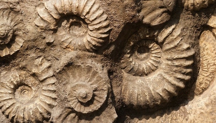 Tema 15 Fossiele in die rotse | Raising brightness