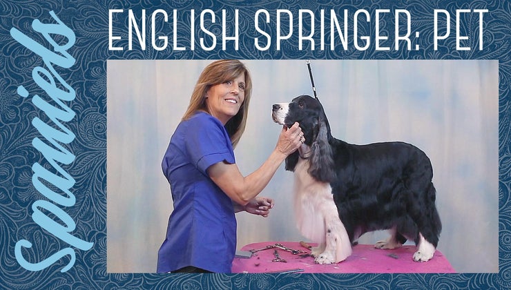 Jodi Murphy's English Springer Spaniel Pet Grooming Video | Jodi Murphy ...