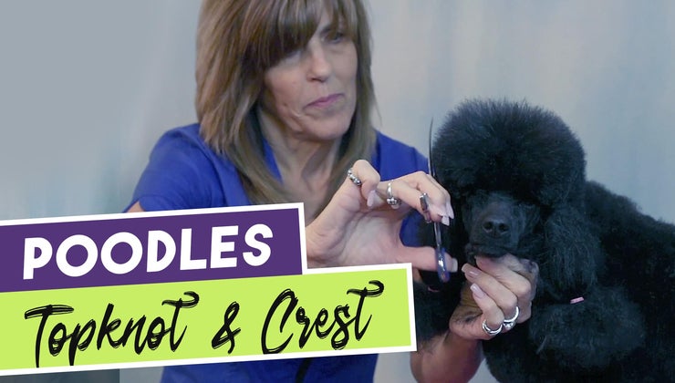 Poodle: Topknot & Crest | Jodi Murphy Instructional Series | Dog Grooming