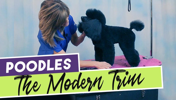 How to Groom Poodle in Modern Trim | Jodi Murphy Video | Jodi Murphy ...