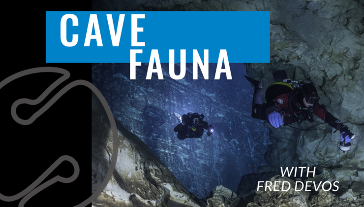 Cave Fauna: Exploring the Creatures in Dark Underwater Caves