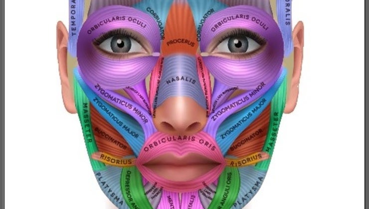 Muscle Pattern & Wrinkles PDF | Pro Skin Care Training