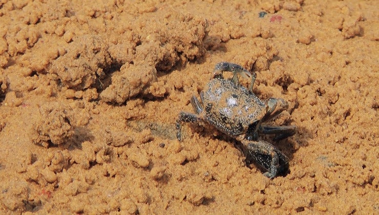 Mudflats - Spotted Smooth Shore Crab | Adventist Review Video