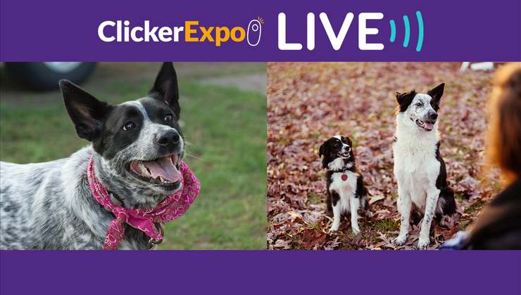 Live from the Shelter- Essential Skills for Behavior-Change | Video on Demand by Karen Pryor ...