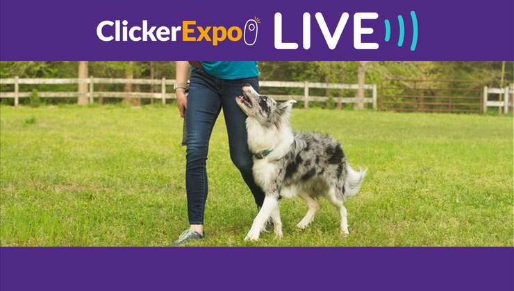 Unlocking Enthusiasm- Precision and Clarity for a Confident Performance | Video on Demand by ...