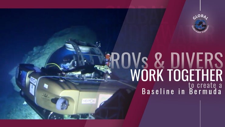 ROVs & Divers Work Together to Create a Baseline in Bermuda