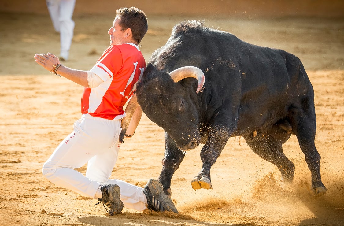 Toros en España | Web Oficial