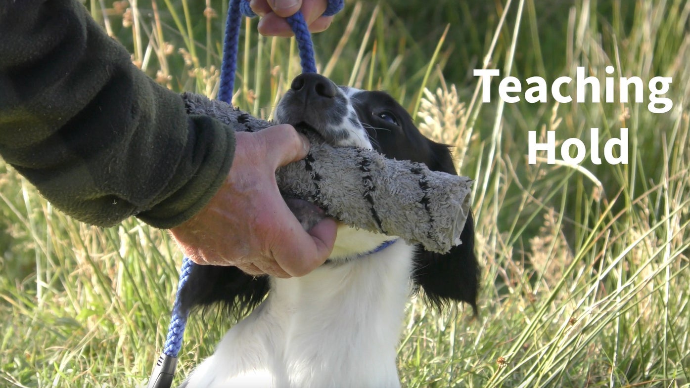 GundogTV - Online Training Videos