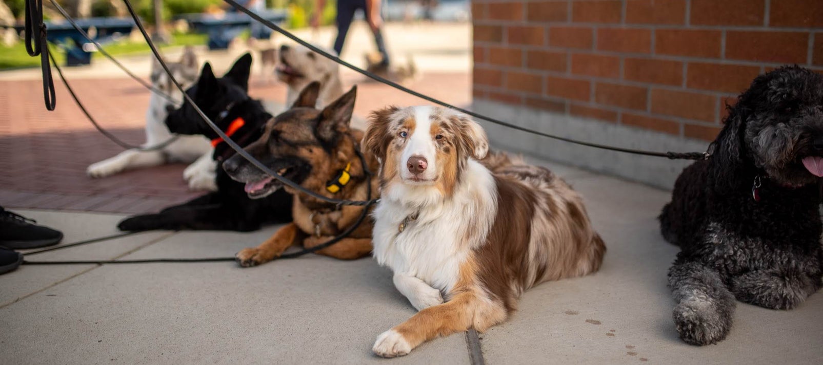 Method K9