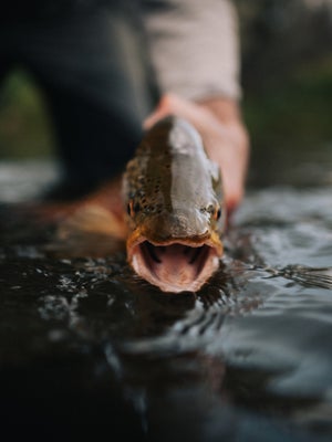 Fly Fishing Masterclasses | Fly Fishing Online Courses | Fish Camp