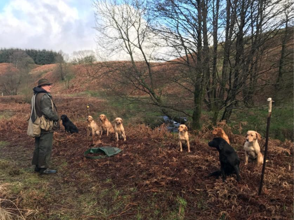 GundogTV - gundog training videos