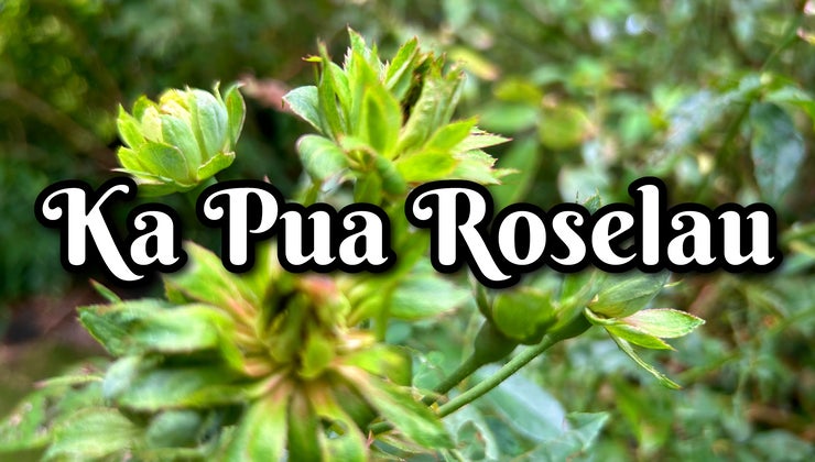 K U A N A • Bringing Hula and Hawaiian Culture to the World | Kuana ...