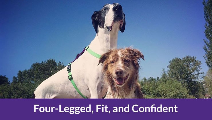 Animal Training and Dog Training Streaming Videos | Video on Demand by ...