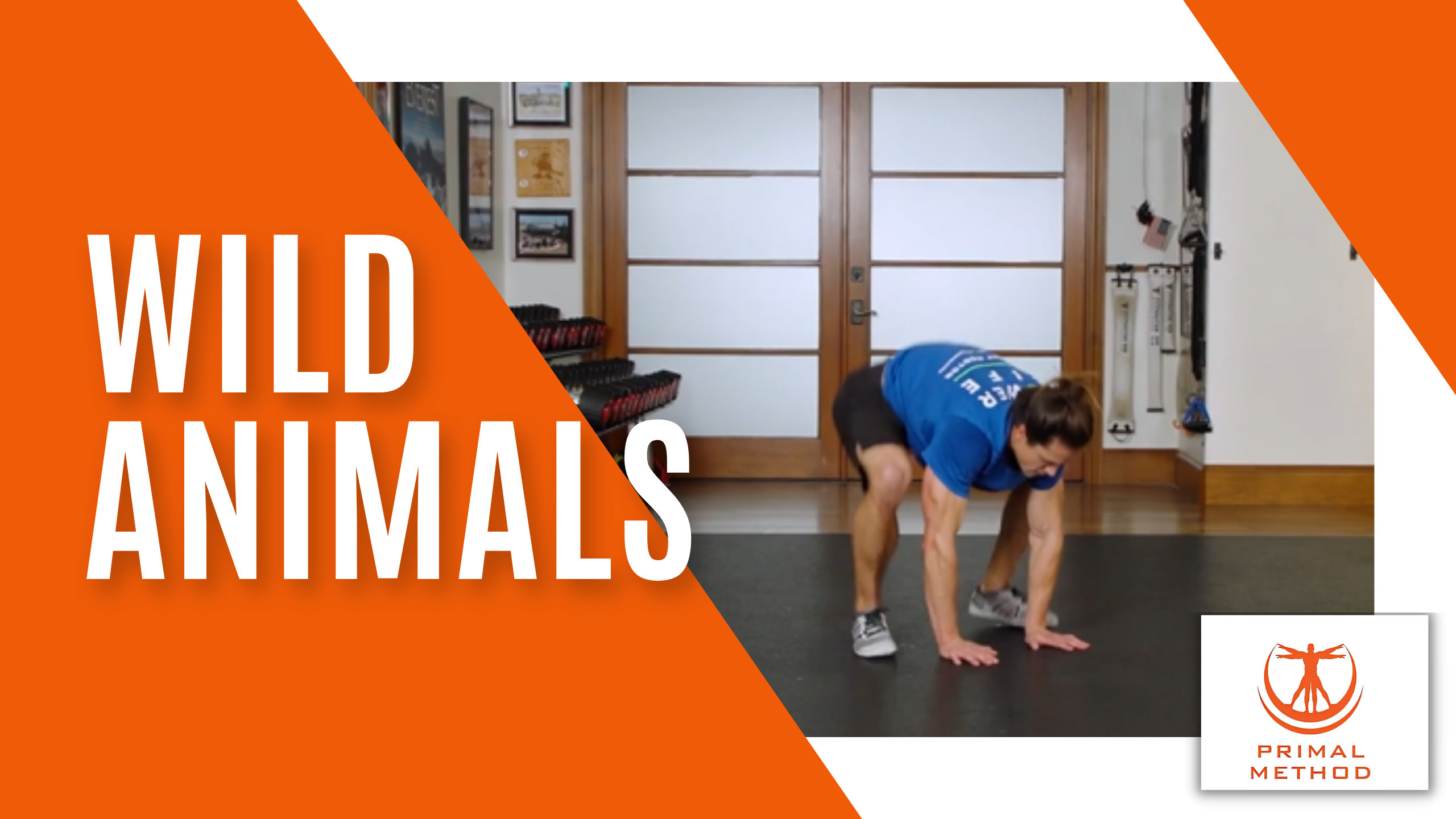 Wild Animals | Power Nation