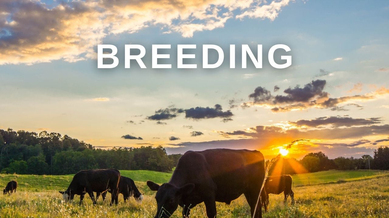 Livestock Breeding and Artificial Insemination