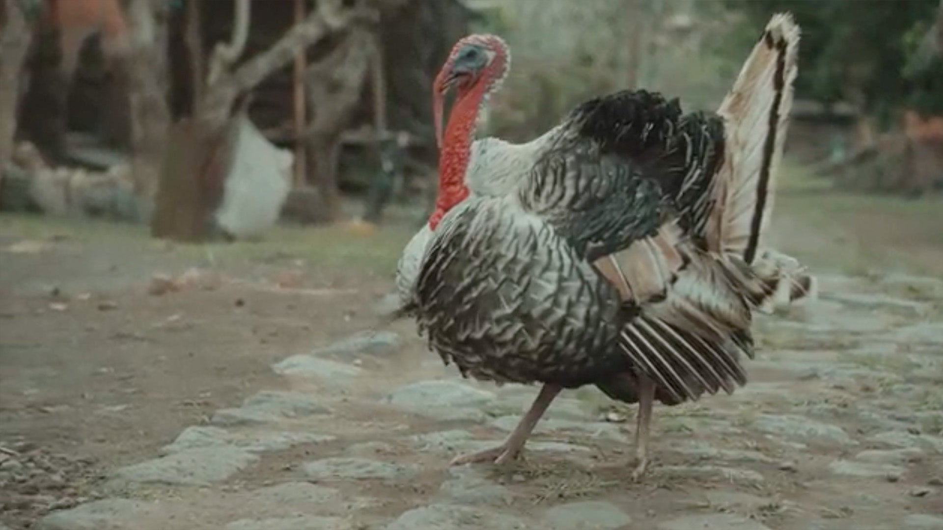 WITW: Cold Turkey | WORLD Watch