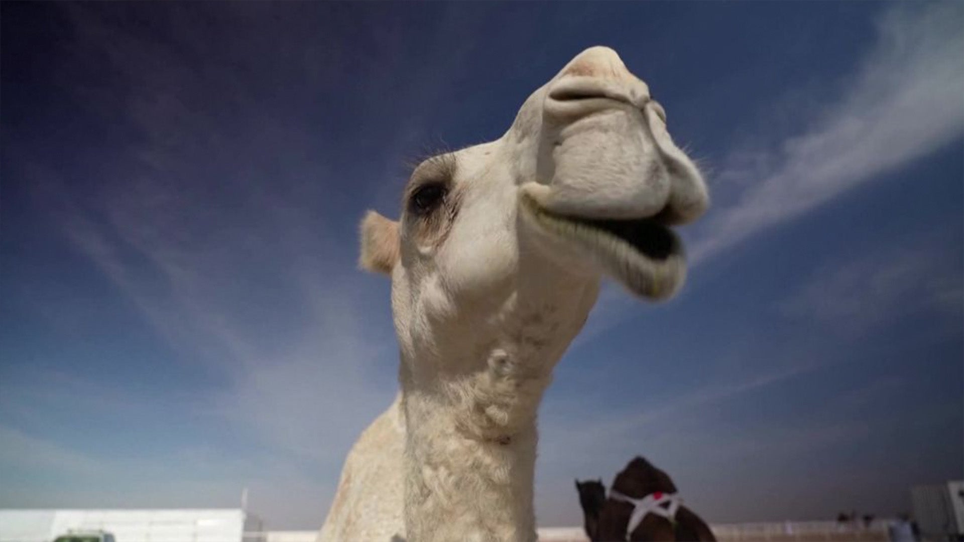 Camel Contests | WORLD Watch