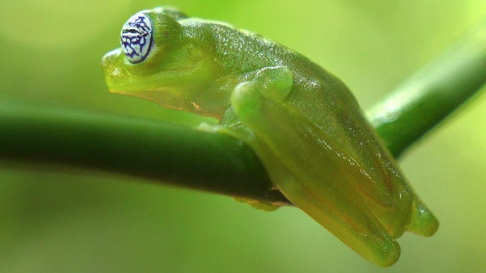 Signature Science: Glass Frogs | WORLD Watch