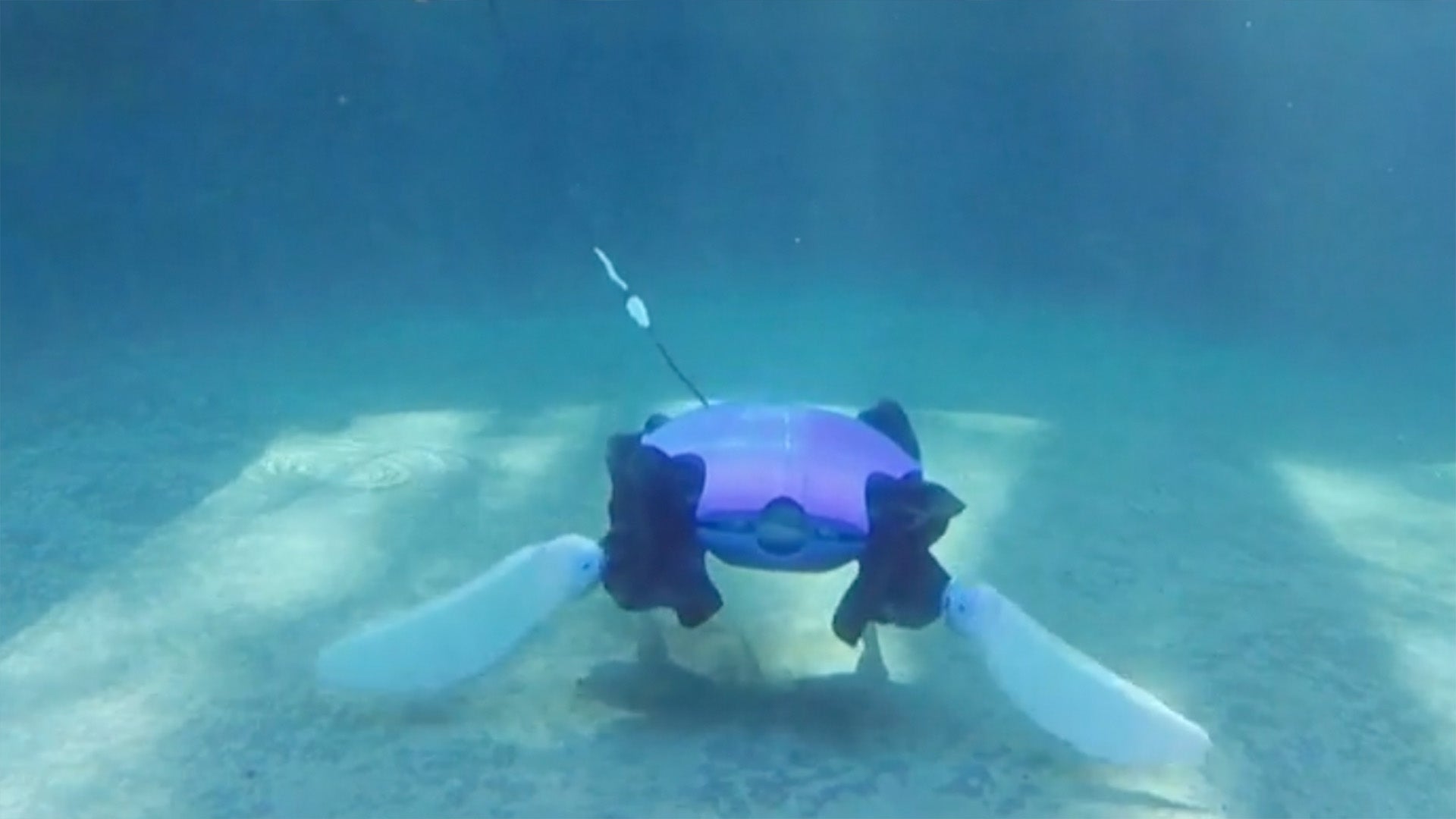 Signature Science: Robotic Turtle | WORLD Watch