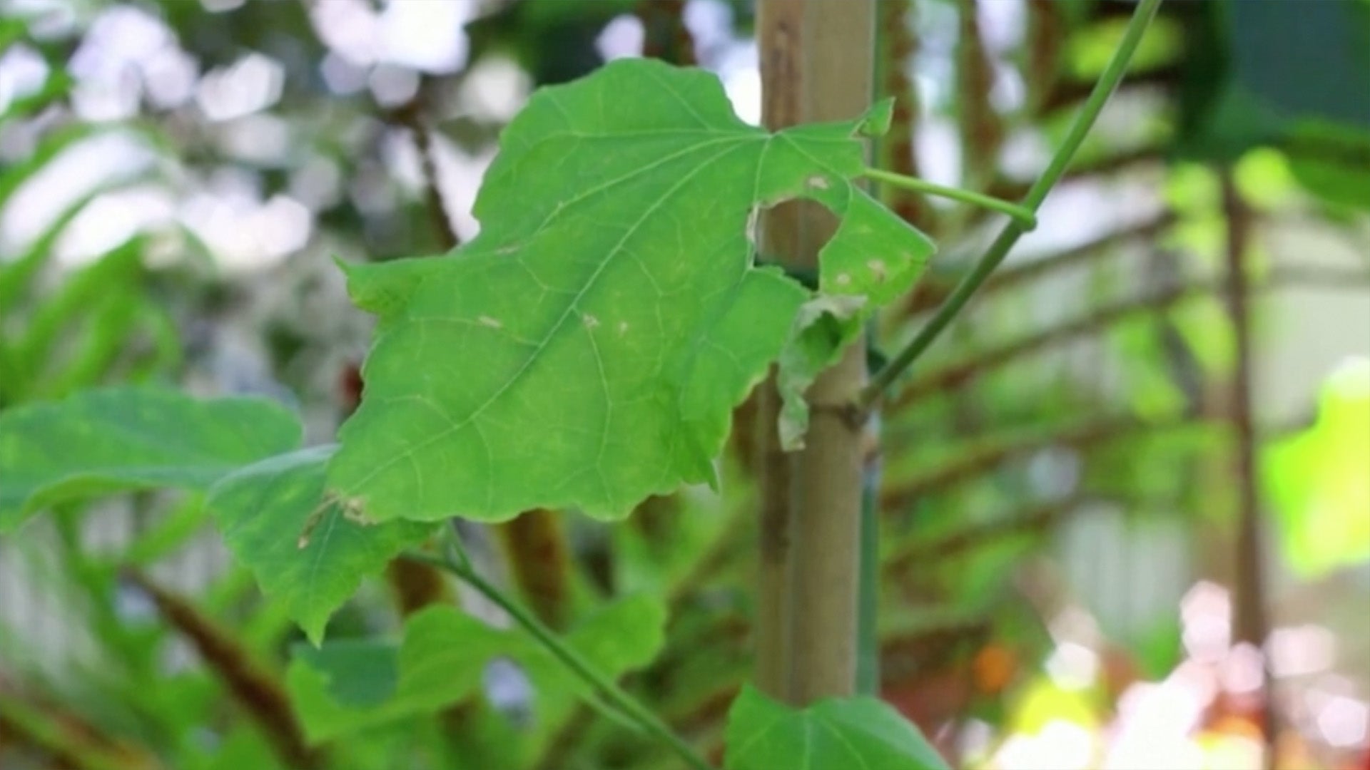 Artificial Leaf | WORLD Watch