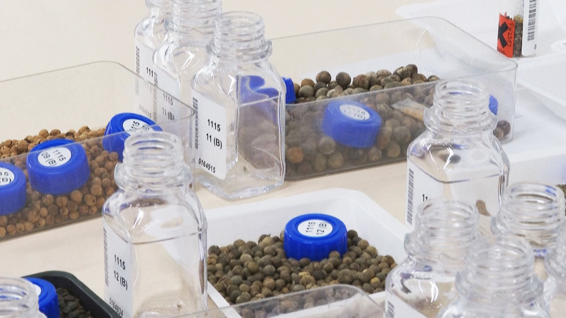 Millenium Seed Bank | WORLD Watch