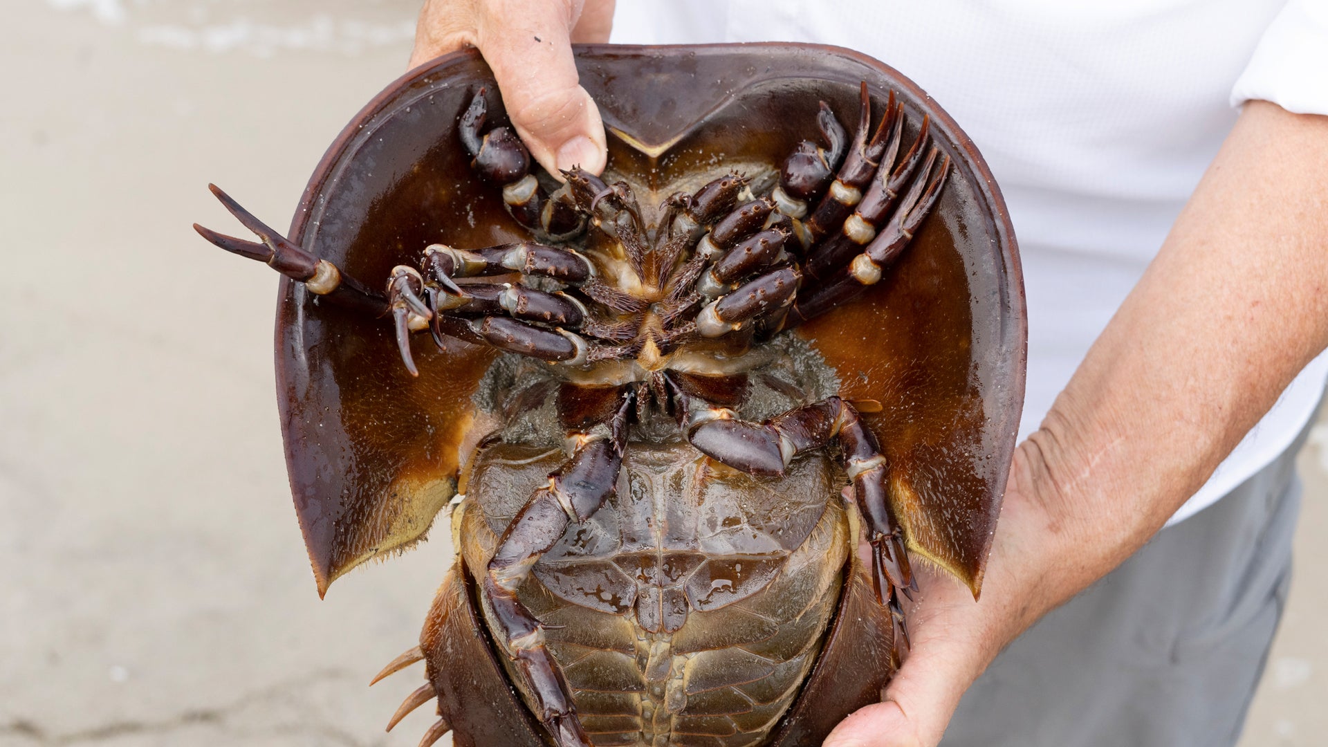 Horseshoe crab bleeding | WORLD Watch
