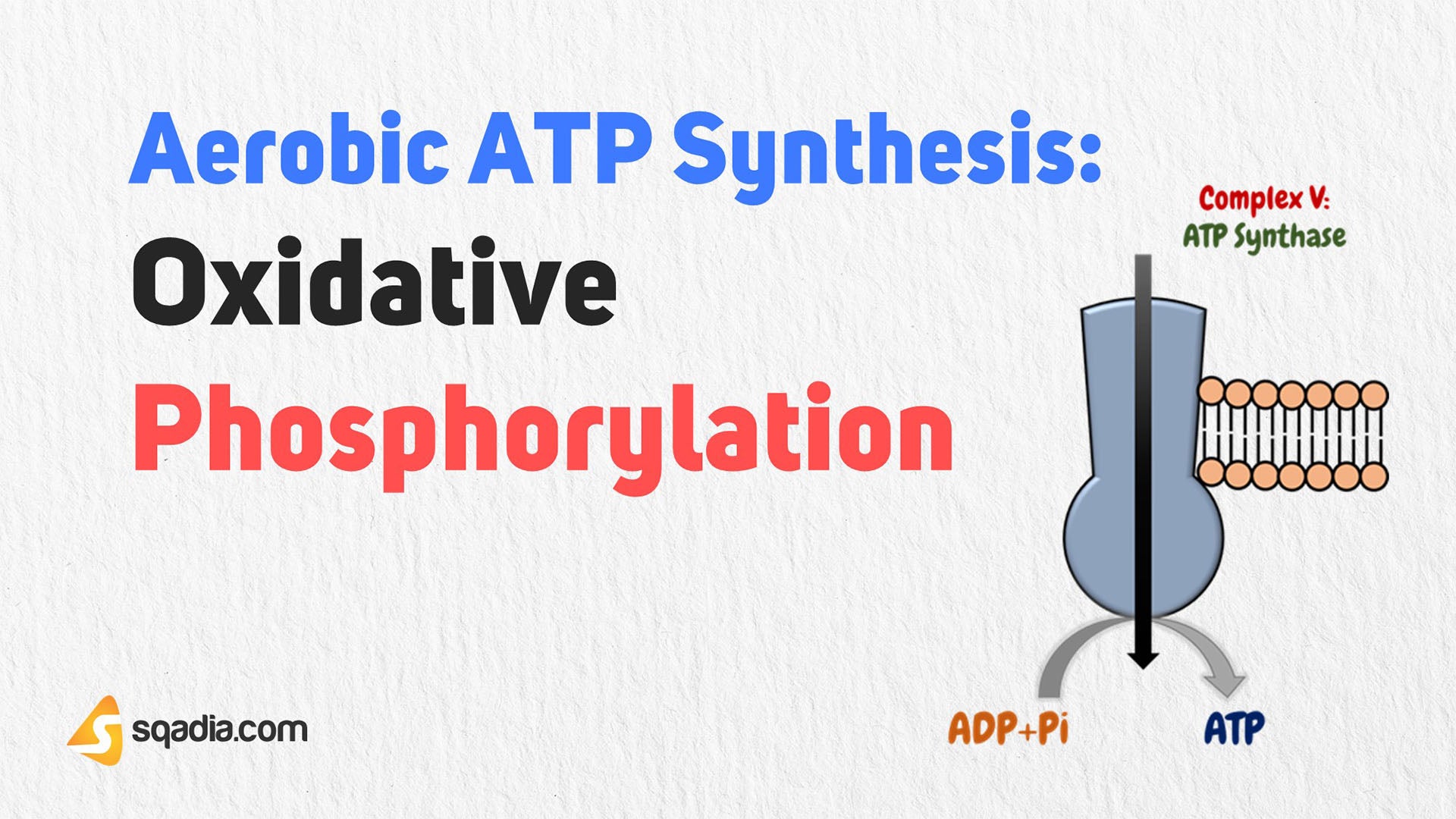 Phosphorylation Atp