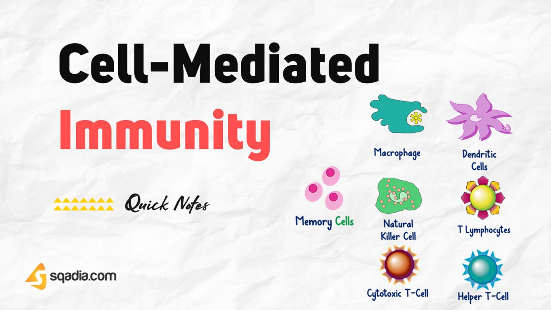 Cell Mediated Immunity Intro cell-mediated-immunity-intro