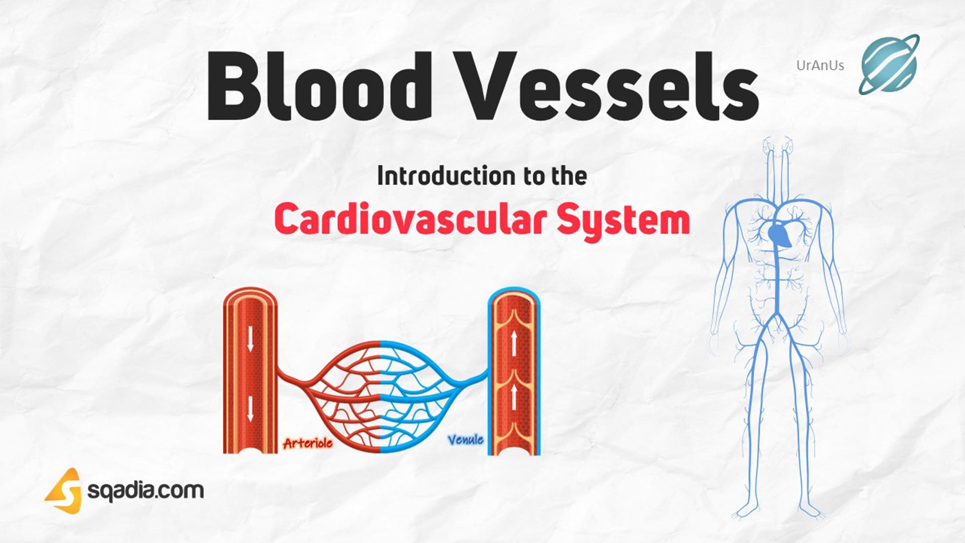 Introduction to the Cardiovascular system - Blood Vessels