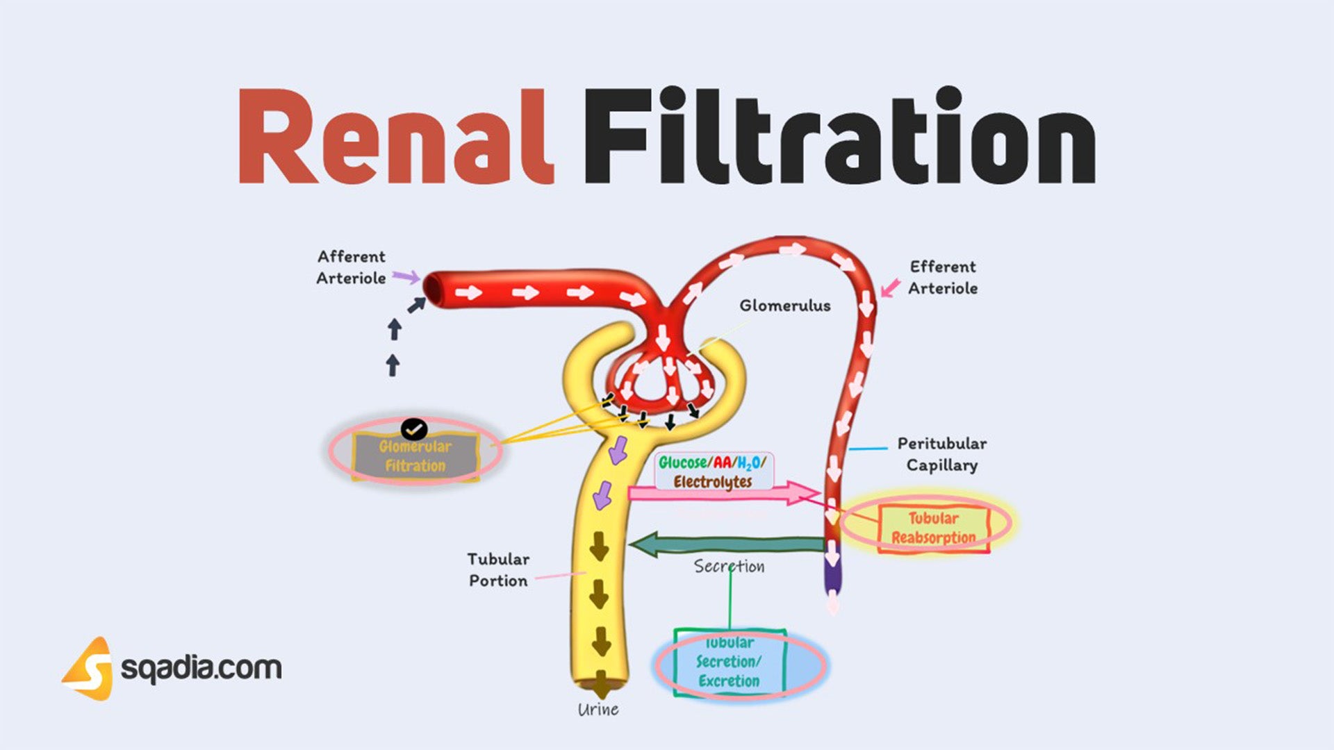 Kidney Filtration Process at Leo Gilruth blog Kidney Filtration Process at Leo Gilruth blog