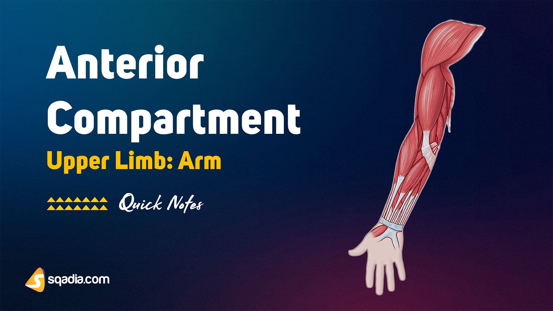 Upper Limb: Arm - Anterior Compartment