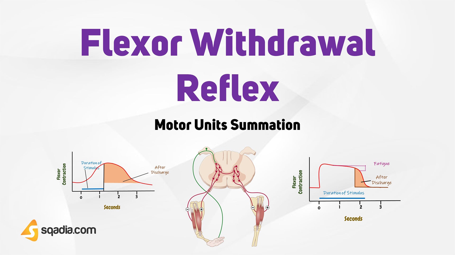 Flexor Withdrawal Reflex