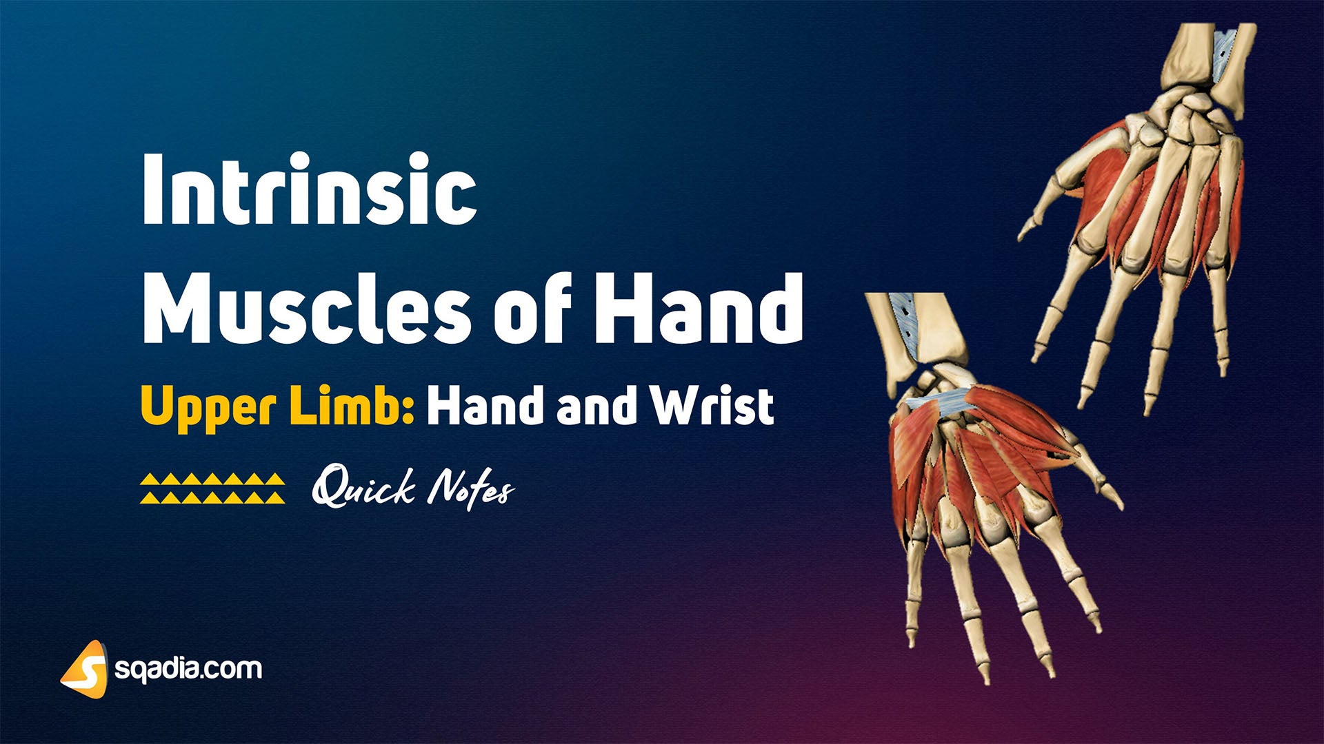 How To Strengthen Intrinsic Hand Muscles at Patricia Mack blog
