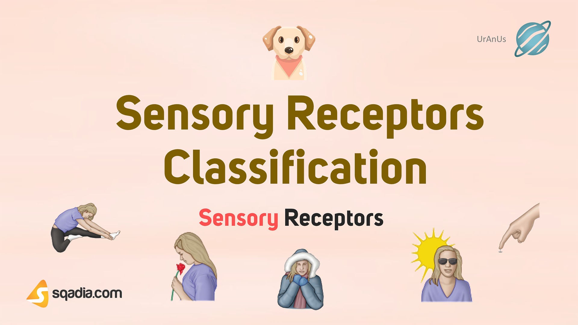 Sensory Receptors