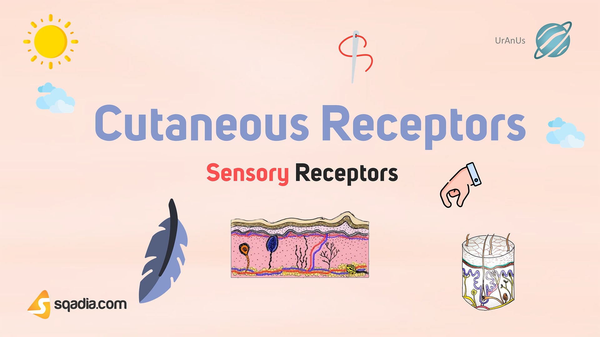 Sensory Receptors