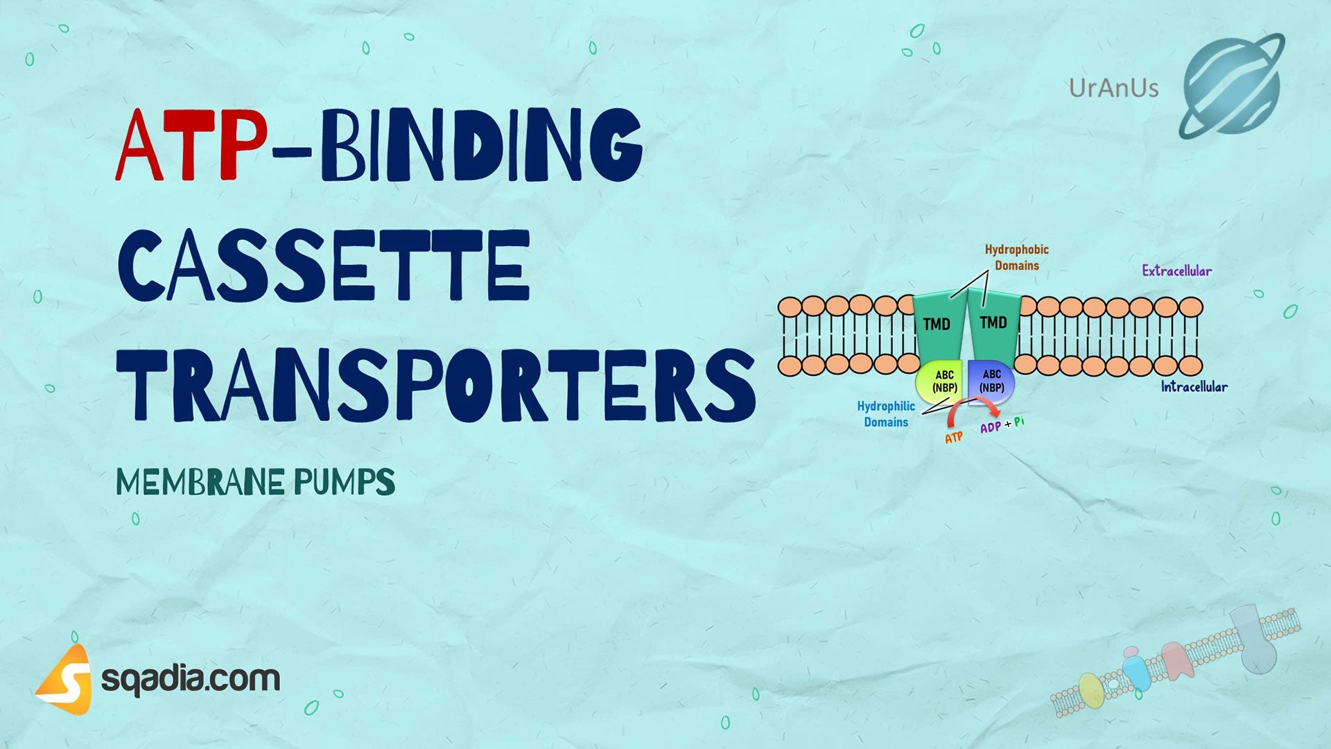 Membrane Pumps Atp Binding Cassette Transporters
