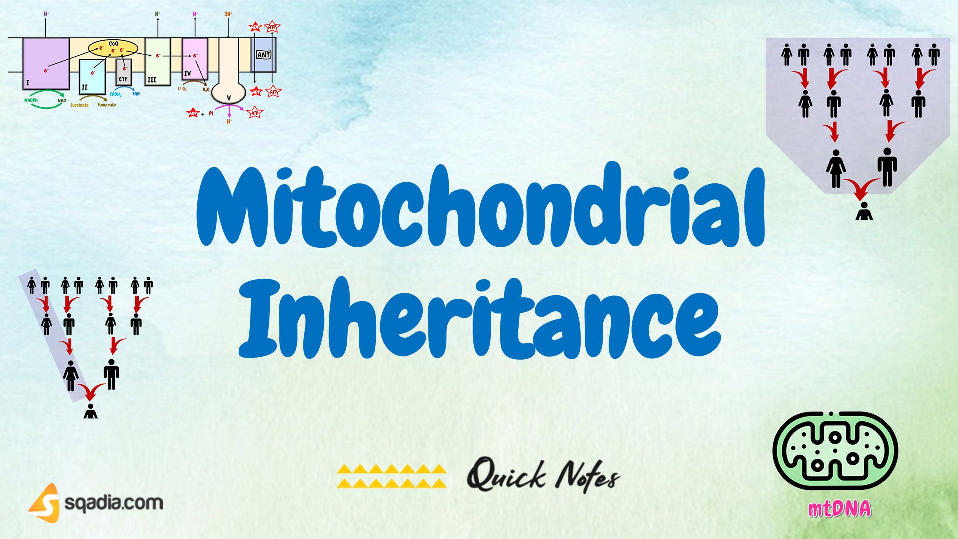 Mitochondrial Inheritance - Introduction Mitochondrial Inheritance - Introduction