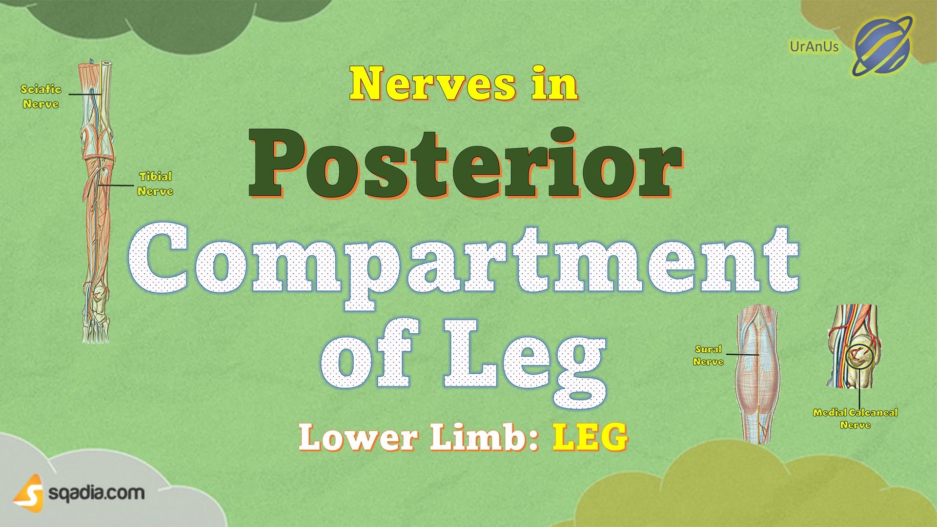 Lower Limb: LEG - Nerves in Posterior Compartment of Leg Lower Limb: LEG - Nerves in Posterior Compartment of Leg