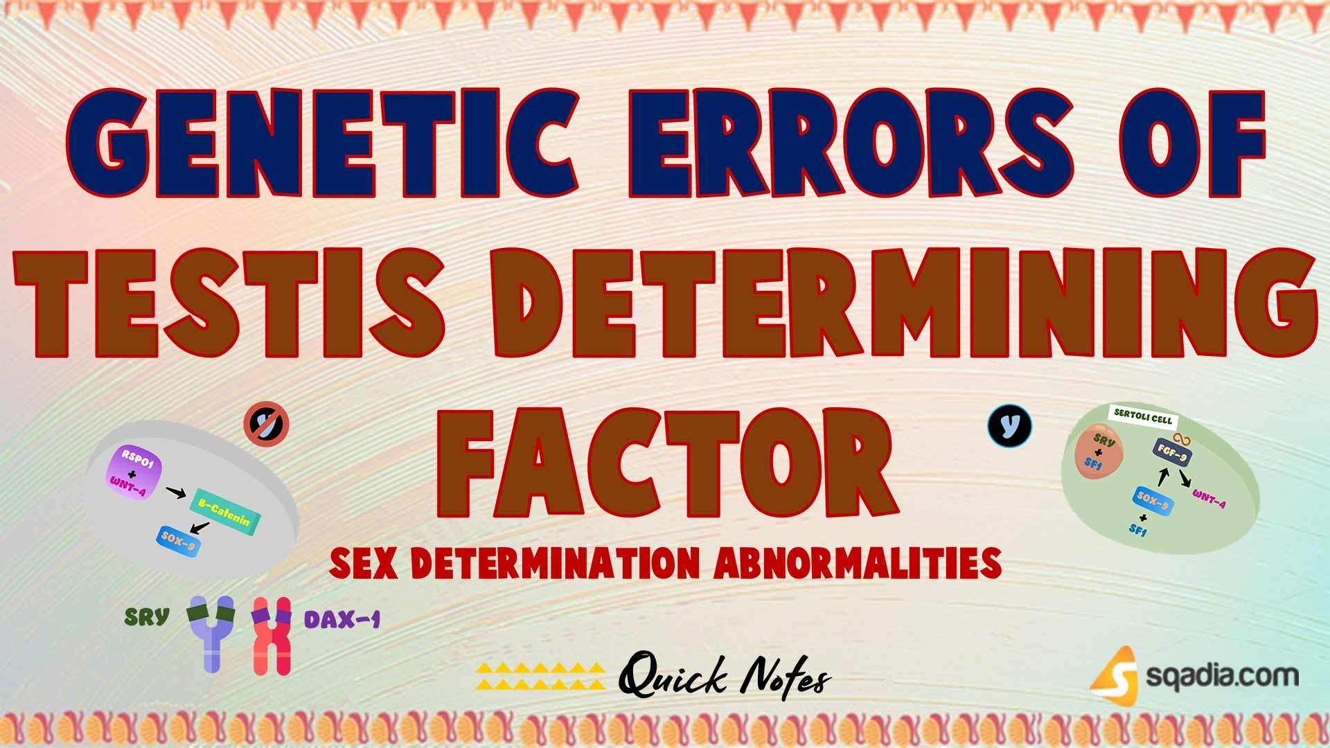 Sex Determination Abnormalities Genetic Errors Of Testis sex-determination-abnormalities-genetic-errors-of-testis