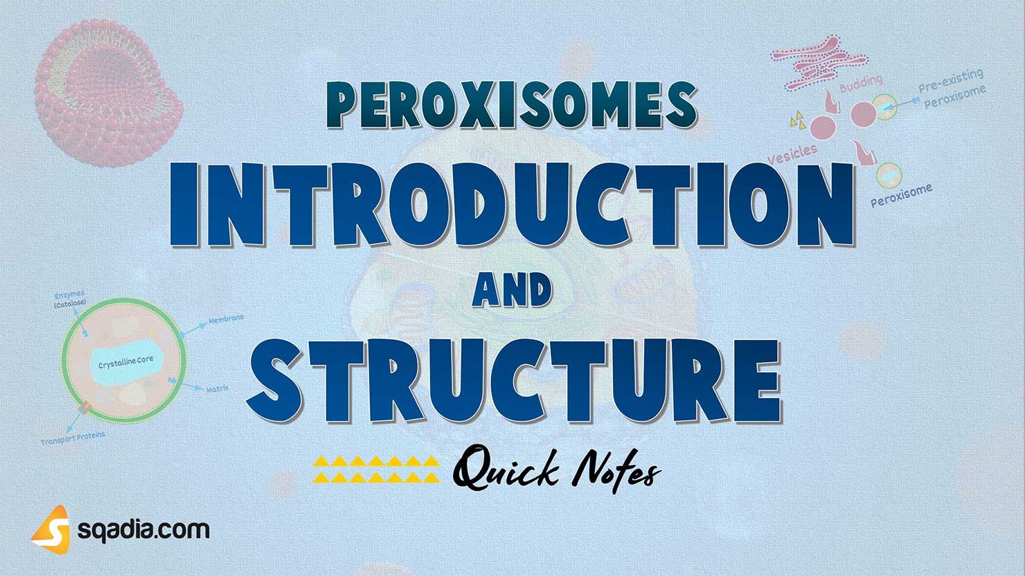 Peroxisomes Structure