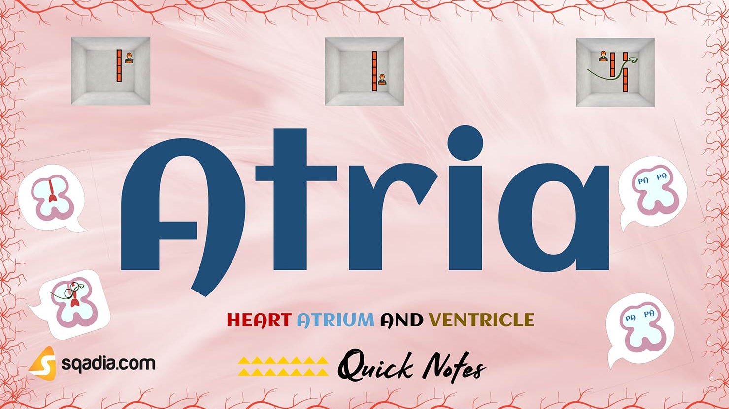 Heart Atrium and Ventricle - Atria