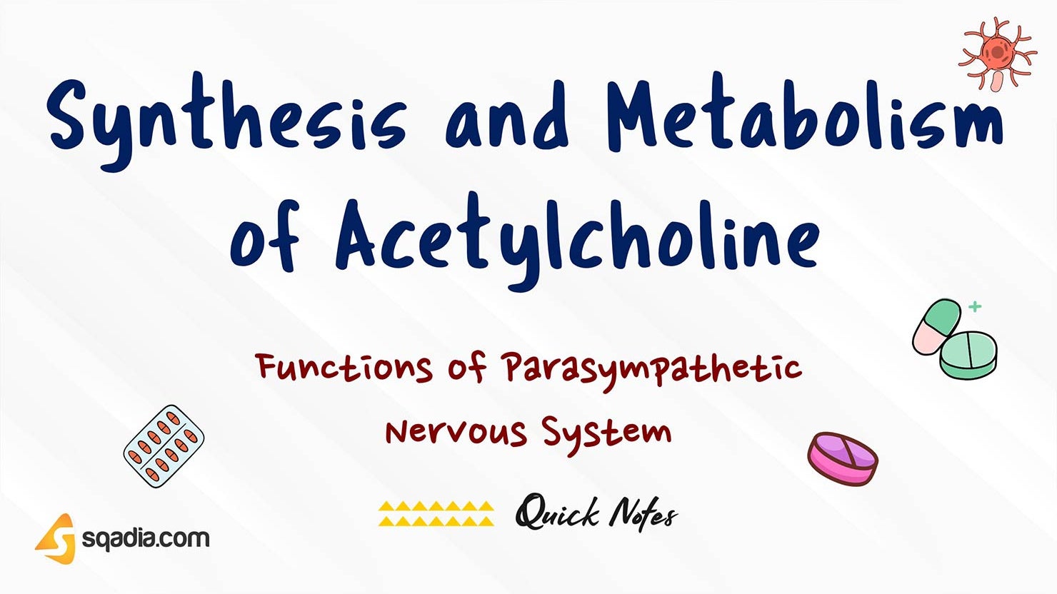 Acetylcholine Synthesis Pathway