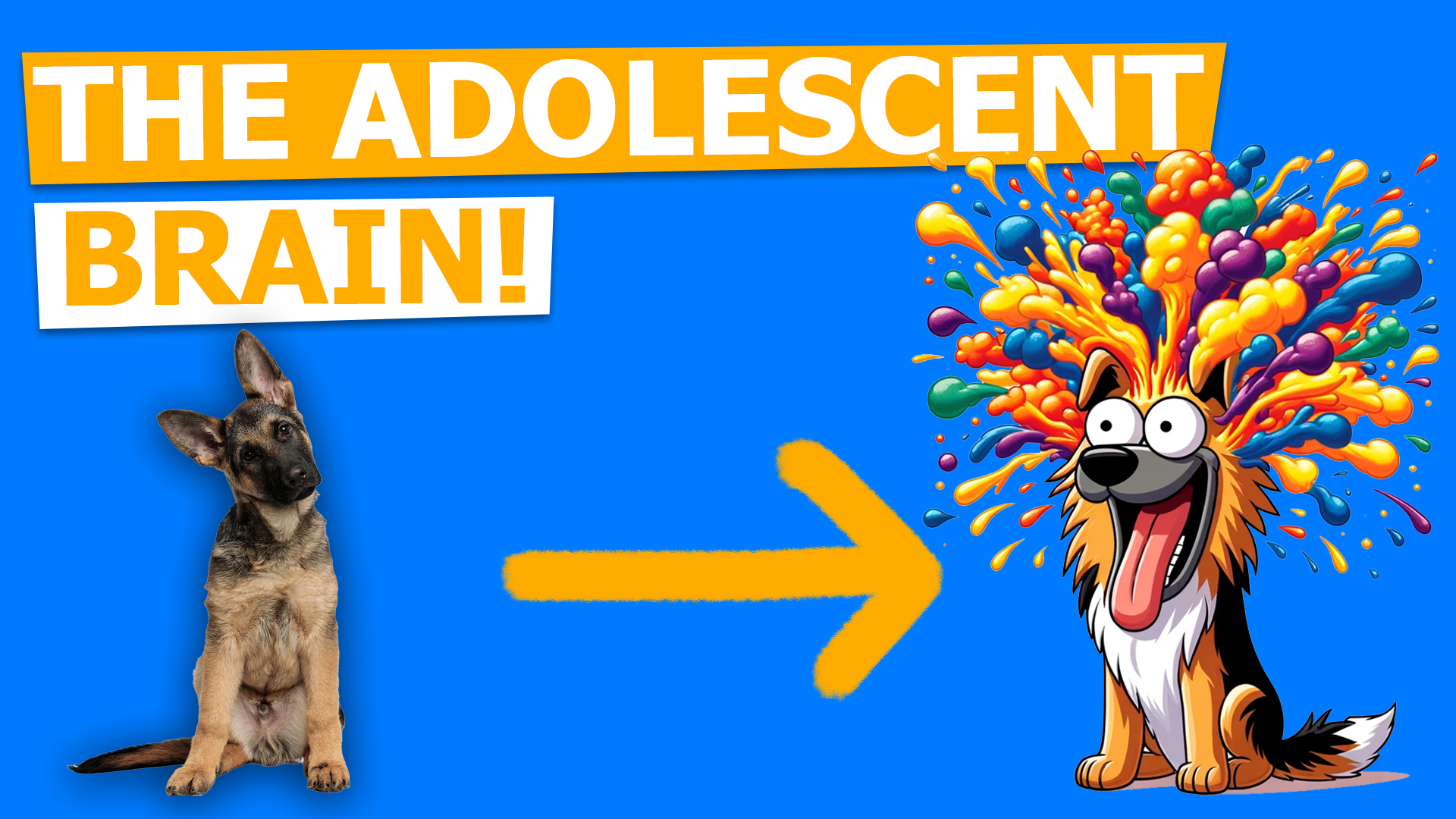 The Adolescent Brain V1